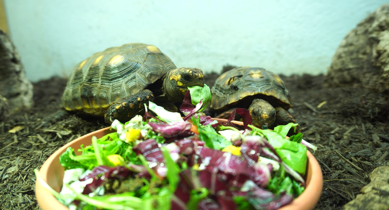 The colourful diet of the reptiles at BIOPARC Fuengirola: kale, lamb’s ...